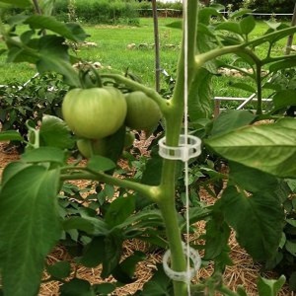 Clipsuri pentru palisat rosii , HDPE, set 200 bucati - GLIA Acasă și la ...